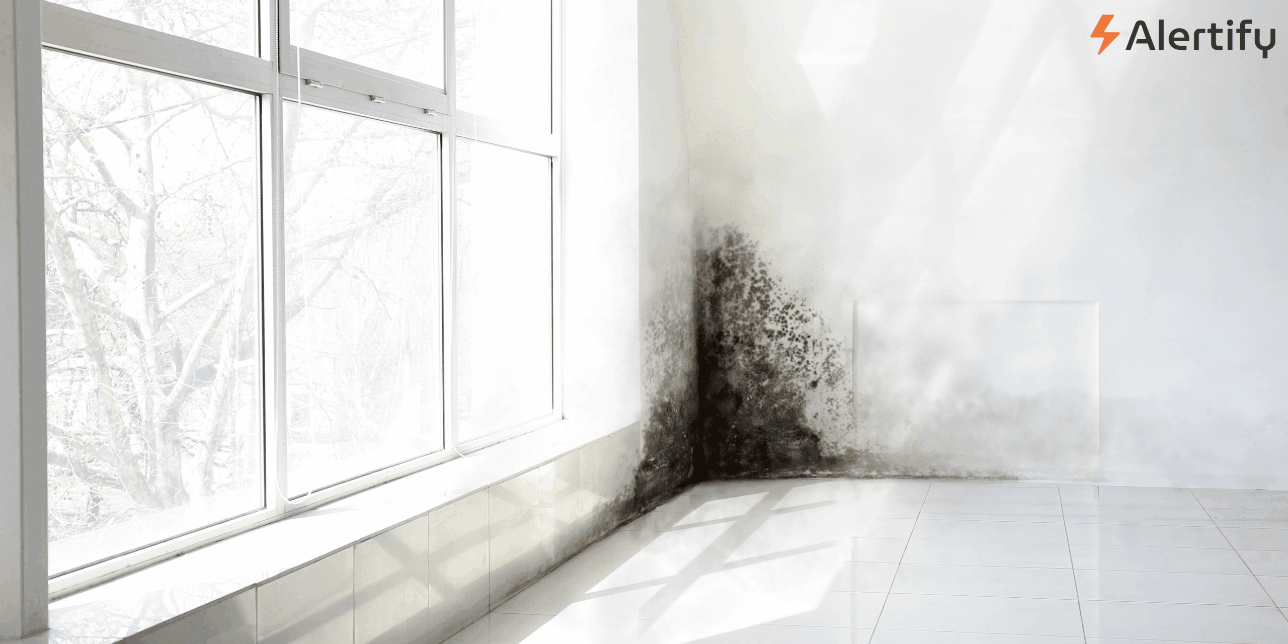 Top 7 Ways to Reduce Humidity in Your Vacation Rental and Stop Mold ...